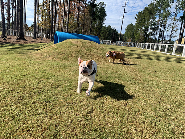 Dog Park | New Homes in Summerville SC | Nexton